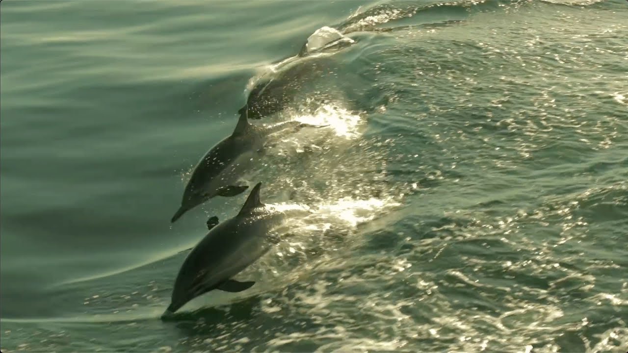 Dolphin megapod spotted off San Diego coast (Canon EF 70-200mm f2.8L IS ...