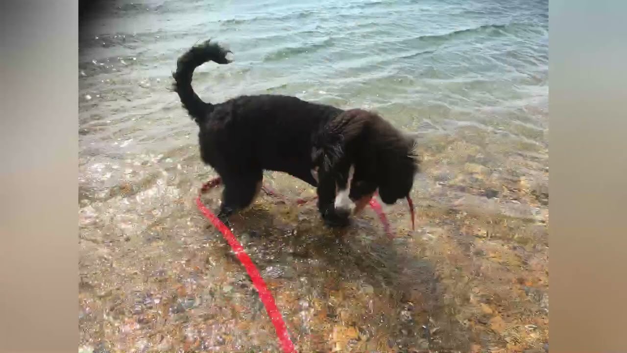 Cute puppy sees the ocean for the first time! - YouTube