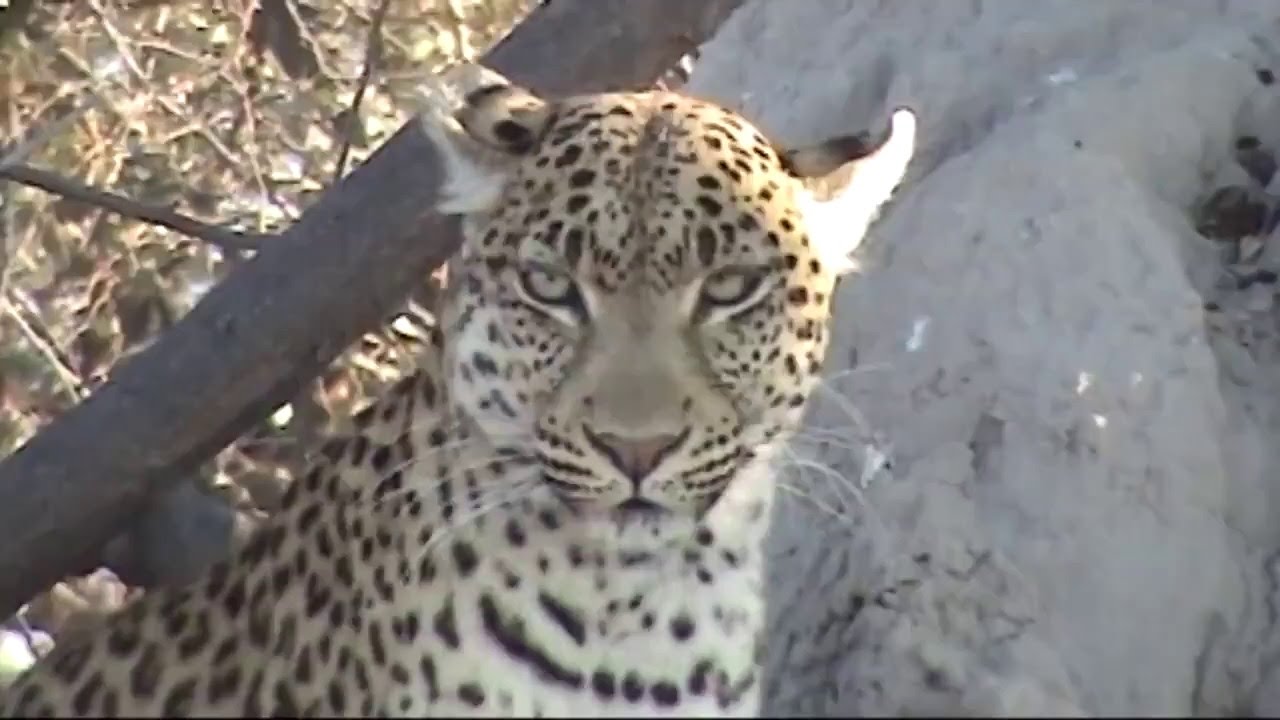 Leopard cunning ambush facocero youtube 2016 - YouTube