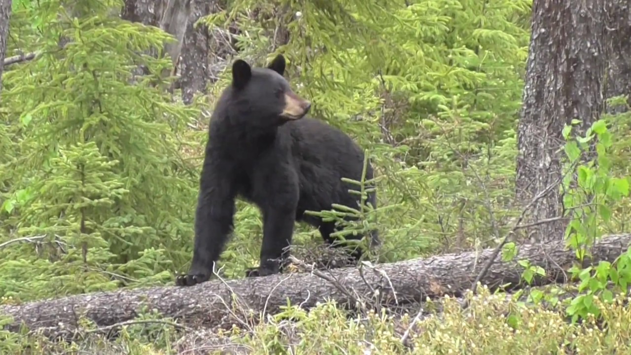 Caesar’s North Camps Archery Black Bear Hunt In Quebec - YouTube