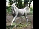 Beautiful Horses!!