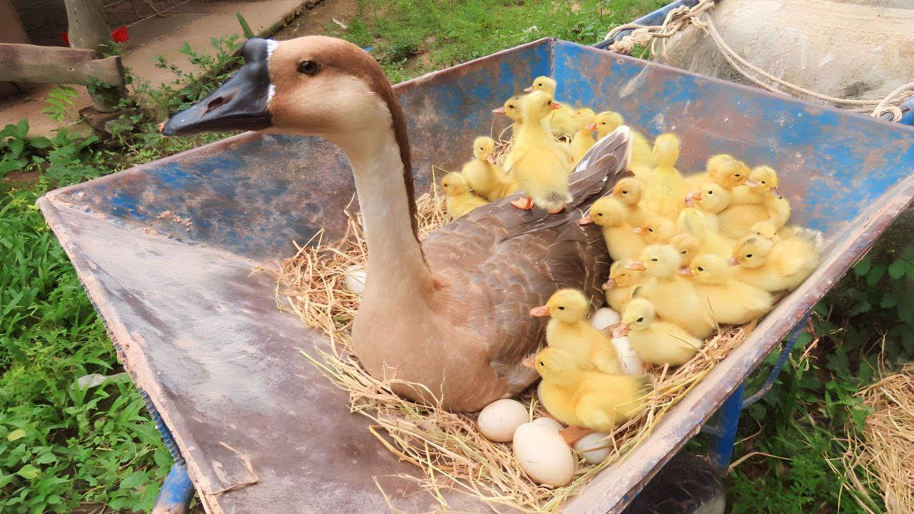 Amazing Pekin Duckling Hatching From Eggs - Nee Baby Duck Born - YouTube