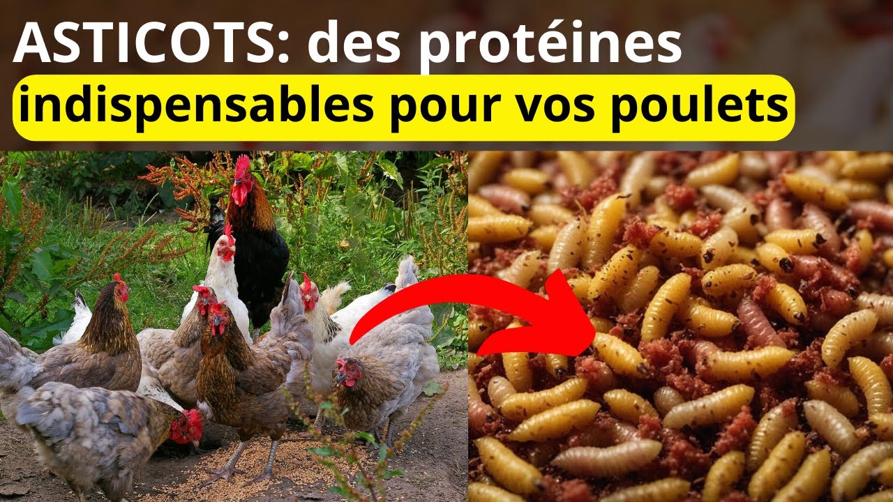 comment produire les asticots facilement chez vous pour nourrir vos ...