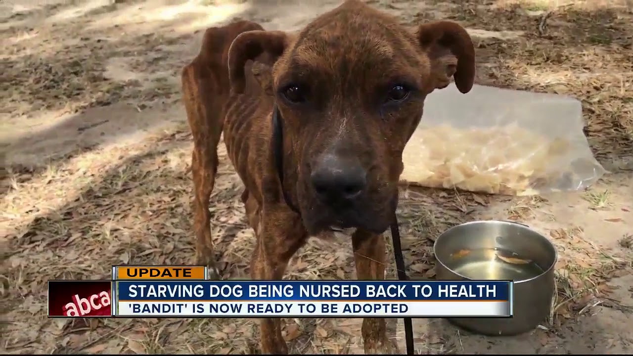 Starving dog being nursed back to health - YouTube