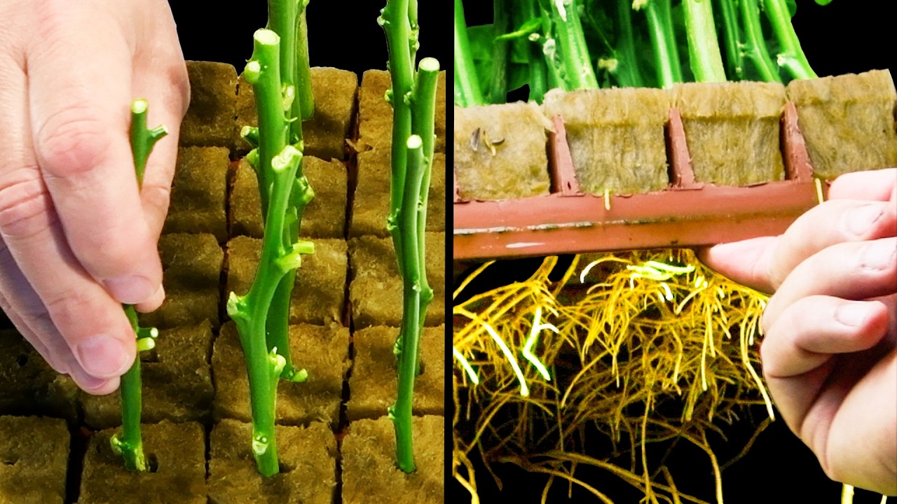 Growing Citrus from Cuttings - Rooting Citrus Rootstocks - YouTube