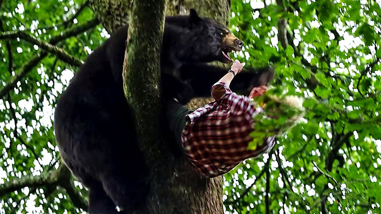 La escena del árbol | Crazy Bear | Clip en Español - YouTube