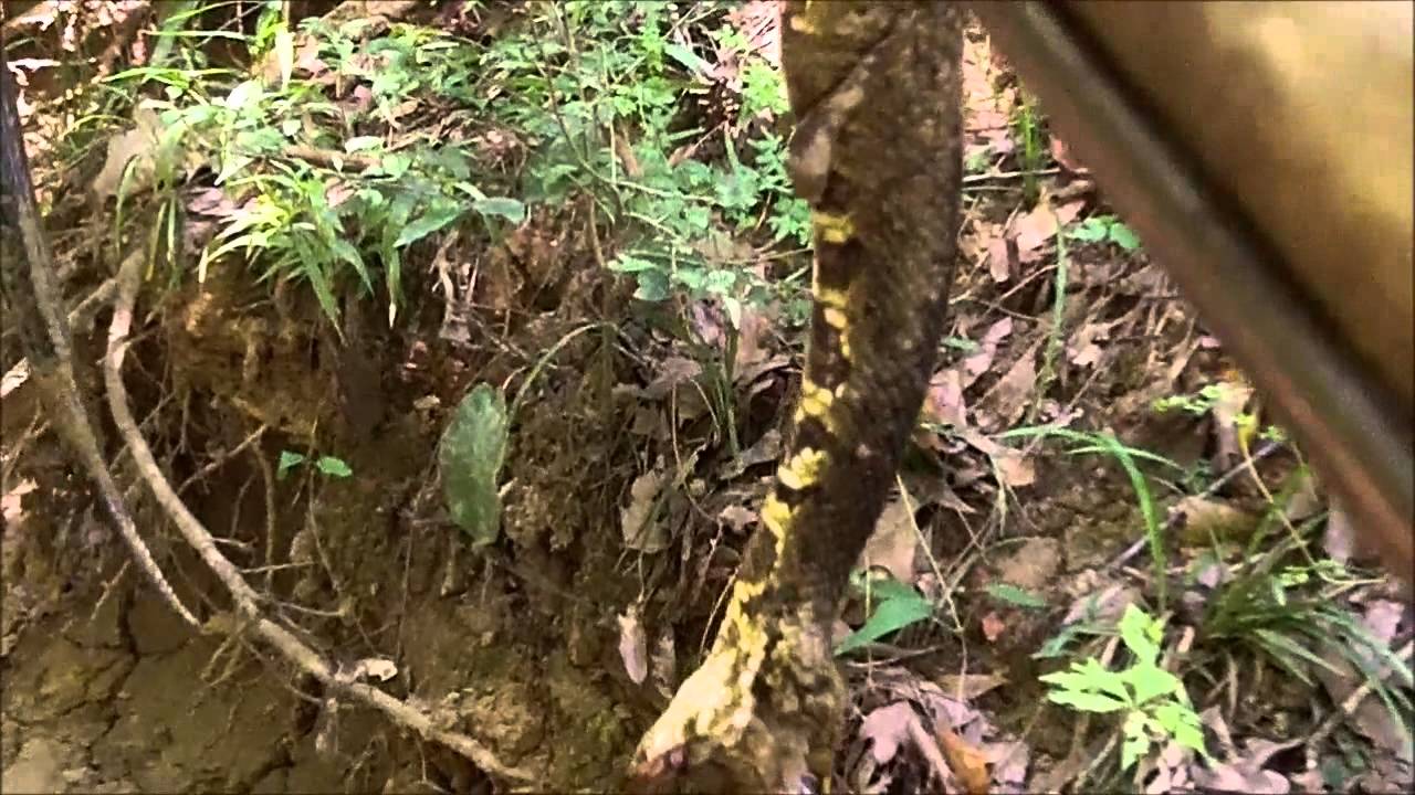 SWAMP TREK - YouTube