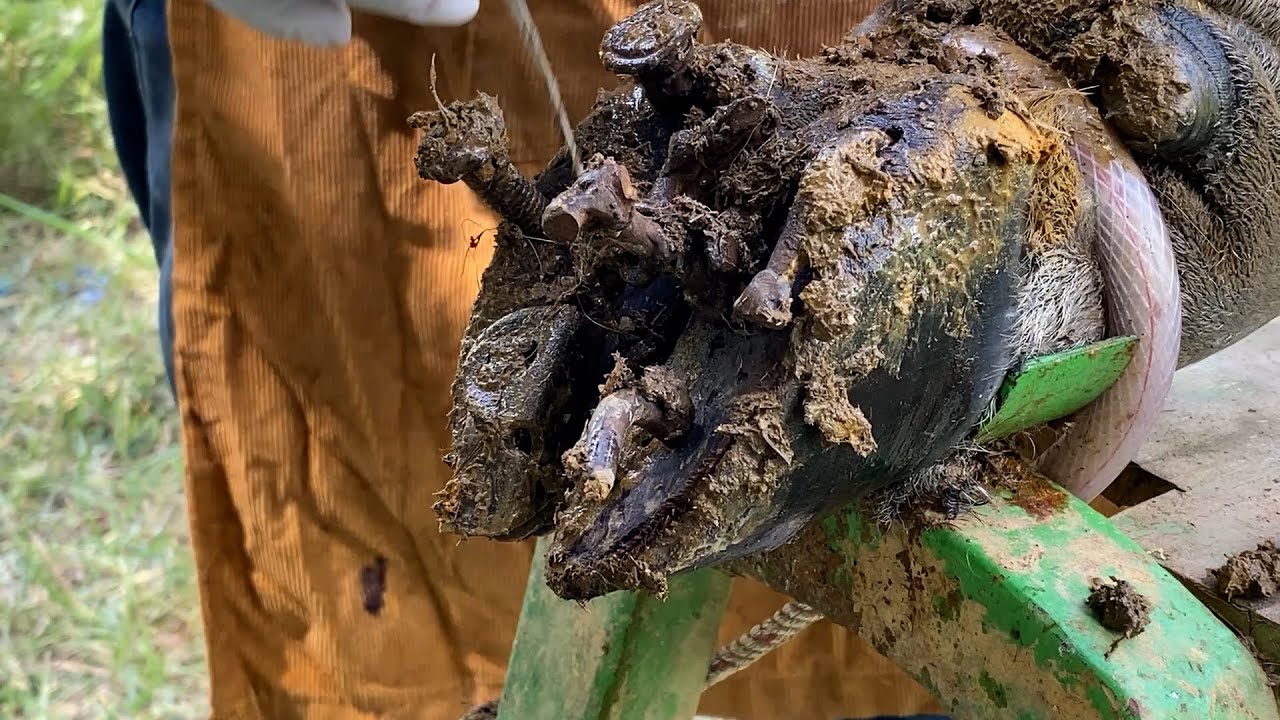 Best Actions!! Cleaning the cow's feet and removing the iron Esp.1890 ...