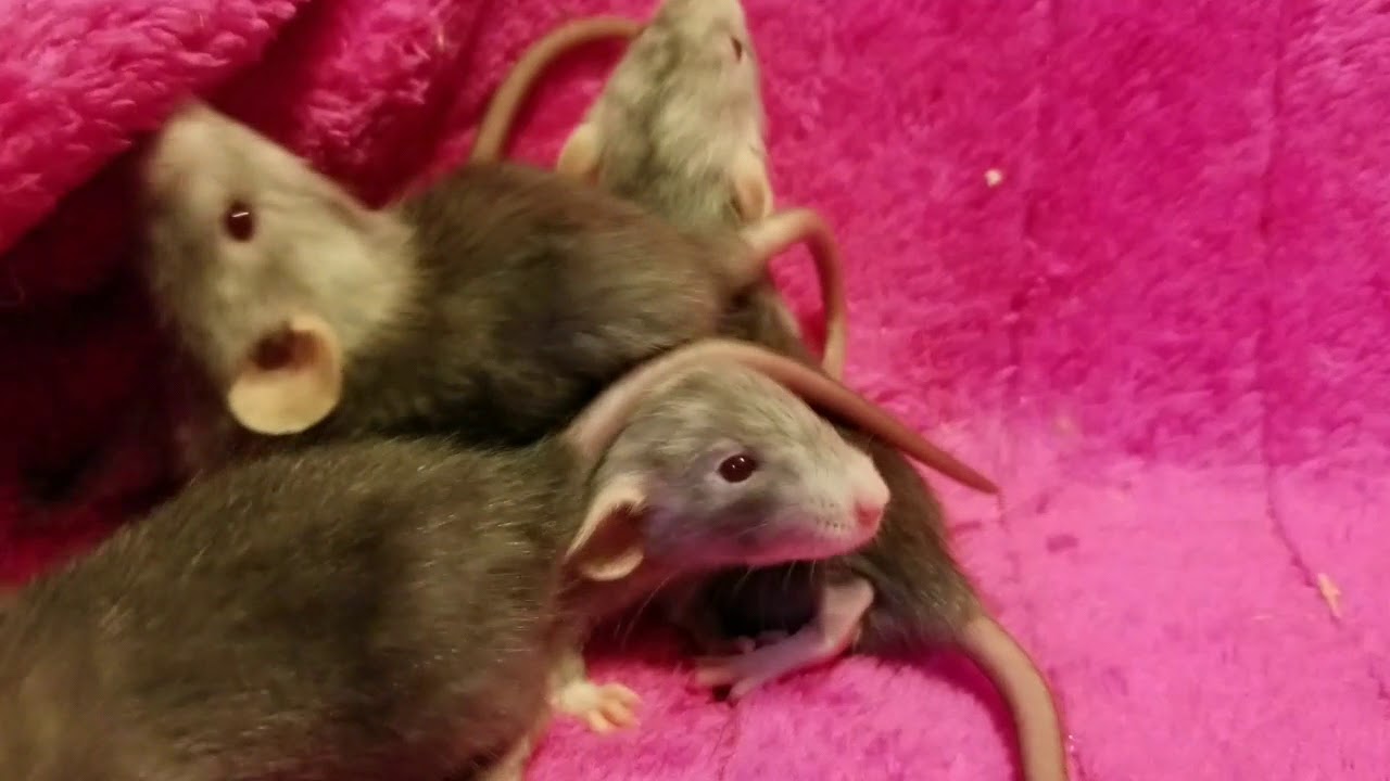 Marten Rat Babies - YouTube