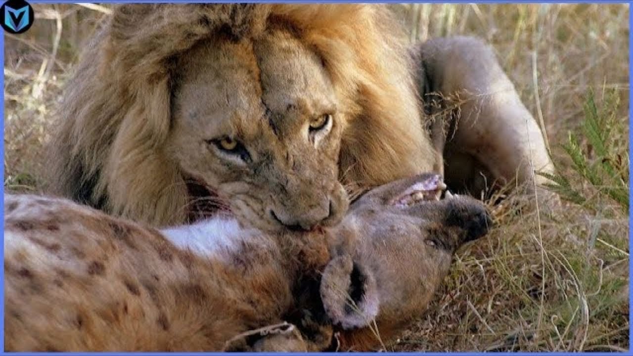 15 Most Incredible Lion Attacks Caught On Camera - YouTube