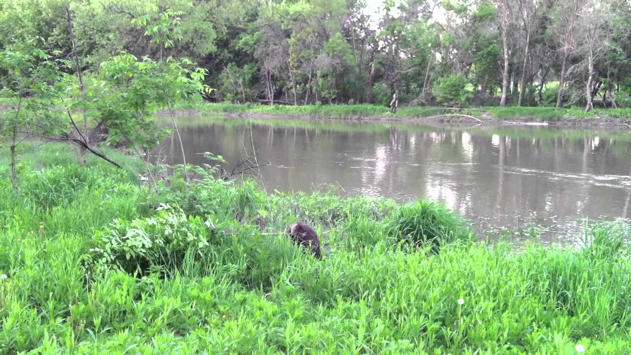 Beaver takes down small tree in about 5 seconds. - YouTube
