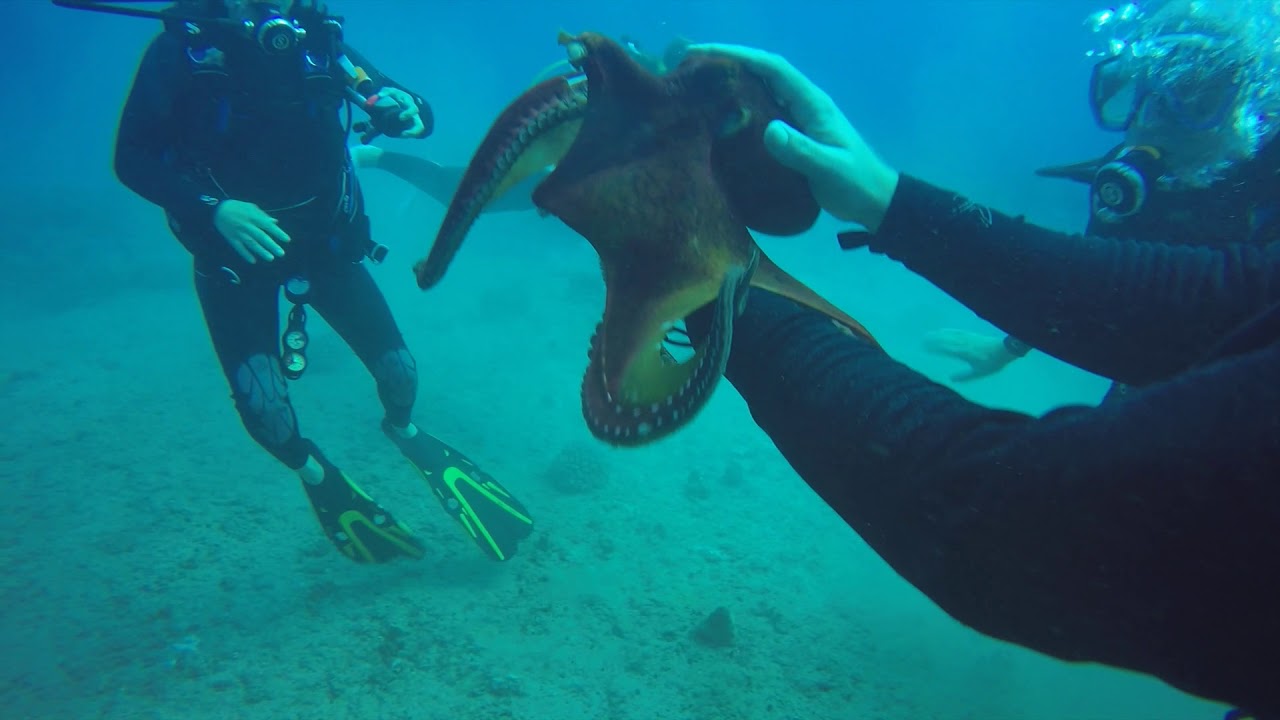 Waikoloa Hawaii Scuba Diving Thanksgiving 2018 - YouTube