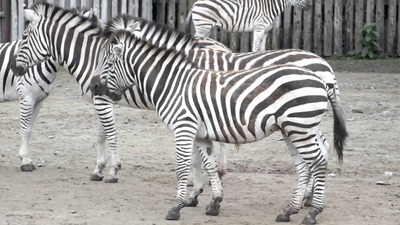 Courtship behavior.Grant's Zebra.グラントシマウマの求愛。 - YouTube