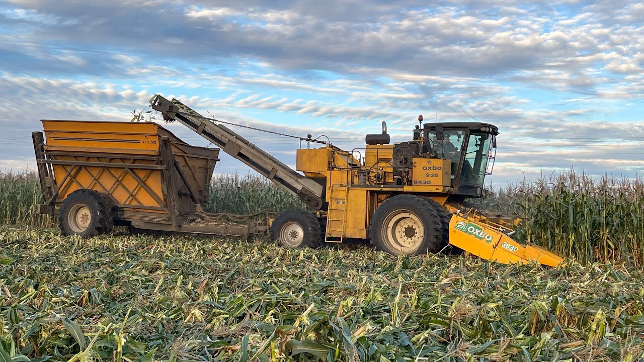 Picking Organic Sweet Corn Oxbo Youtube