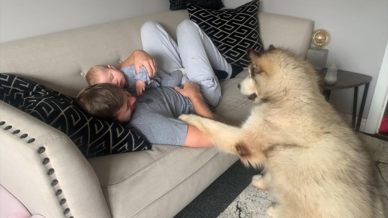 Giant Attention Seeking Dog! Dad Parenting Multitask Edition! - YouTube