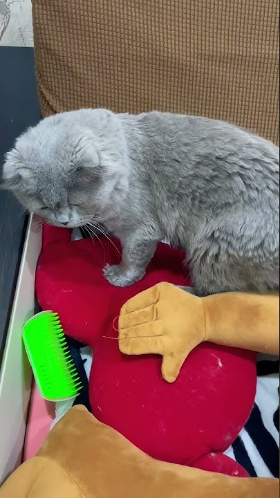Котик обнимается со своим качком - YouTube