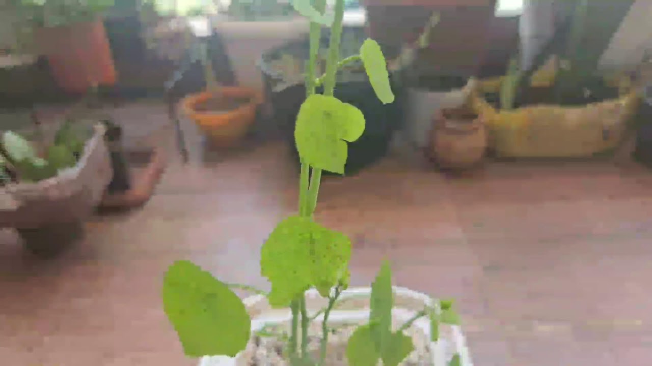 Stephania Rotunda unique indoor plant - YouTube