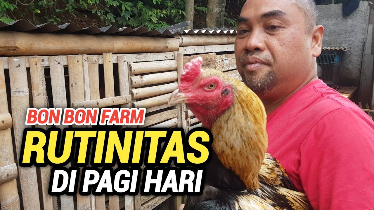 Aktifitas Pagi Hari di Kandang Bon Bon Farm | Kasih Makan Ayam ...