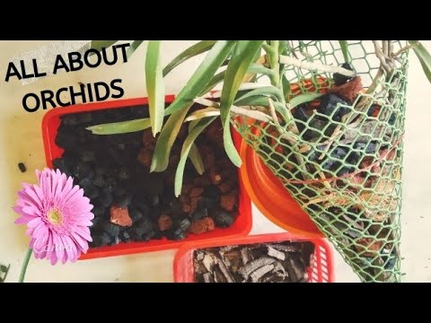 How to Pot Orchids. How to prepare Orchid planter . How to repot Orchid ...