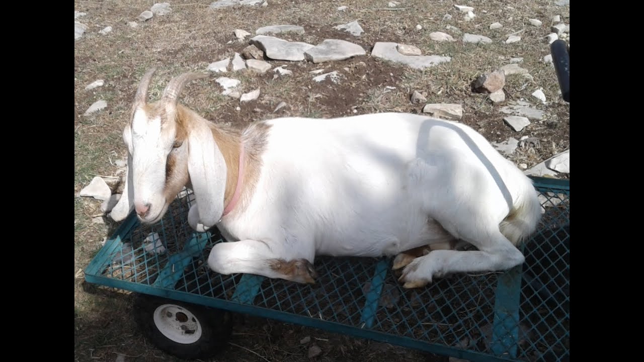 Spoiled Goats, Ducks and a Frog - YouTube