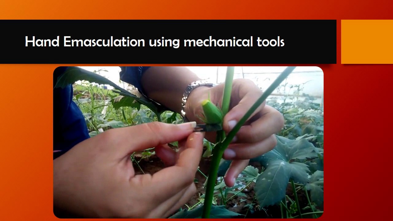 Emasculation in Okra Plants - YouTube