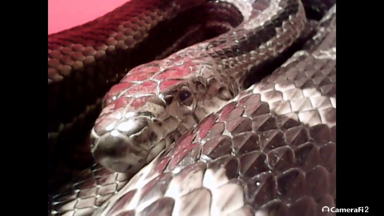 Close up of striker my Texas rat snake - YouTube