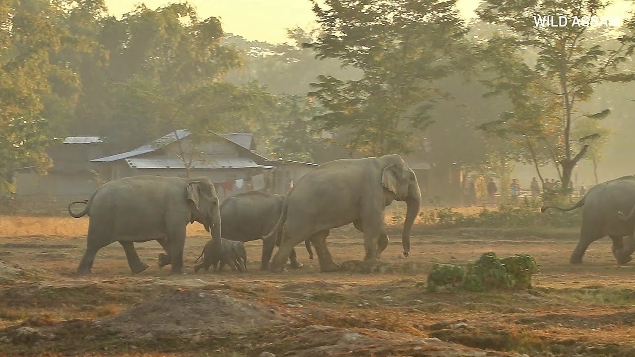 ELEPHANTS OF ASSAM [] CONFLICT WITH VILLAGERS - YouTube