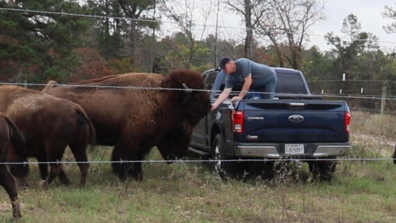 Ep. 240 - Sorting Bison...Long Ranch Day - YouTube