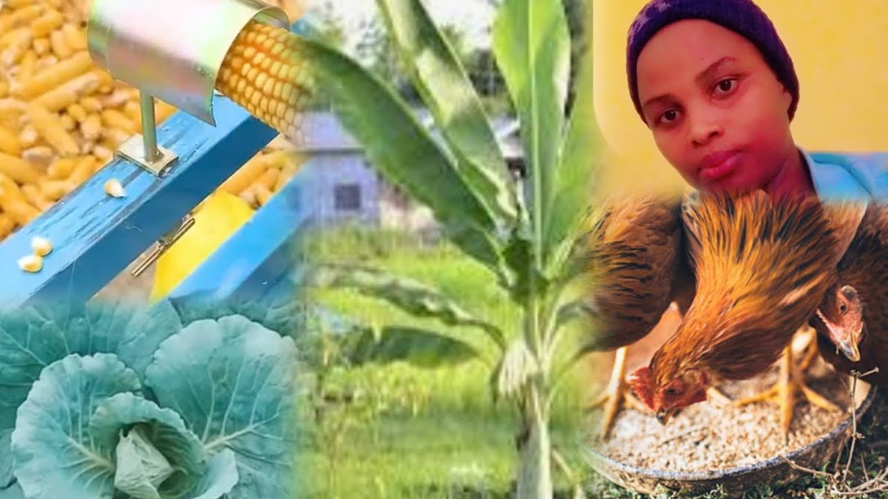 Umusaruro w'inkoko wiyongera vuba Kandi inkoko zikura buri munsi# ...