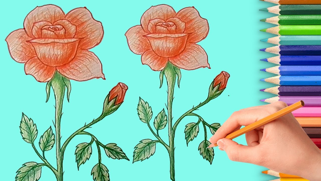 How To Draw A Rose Flower Step By Step Easy For Beginners Learn Drawing How To Draw A Rose Flower Step By Step Easy For Beginners Learn Drawing