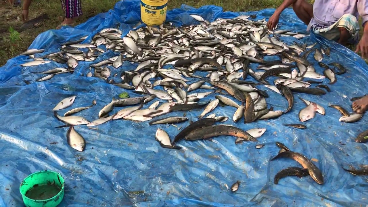 Fishing In Bangladesh | Riverine Country | Fish Culture | Munshiganj ...