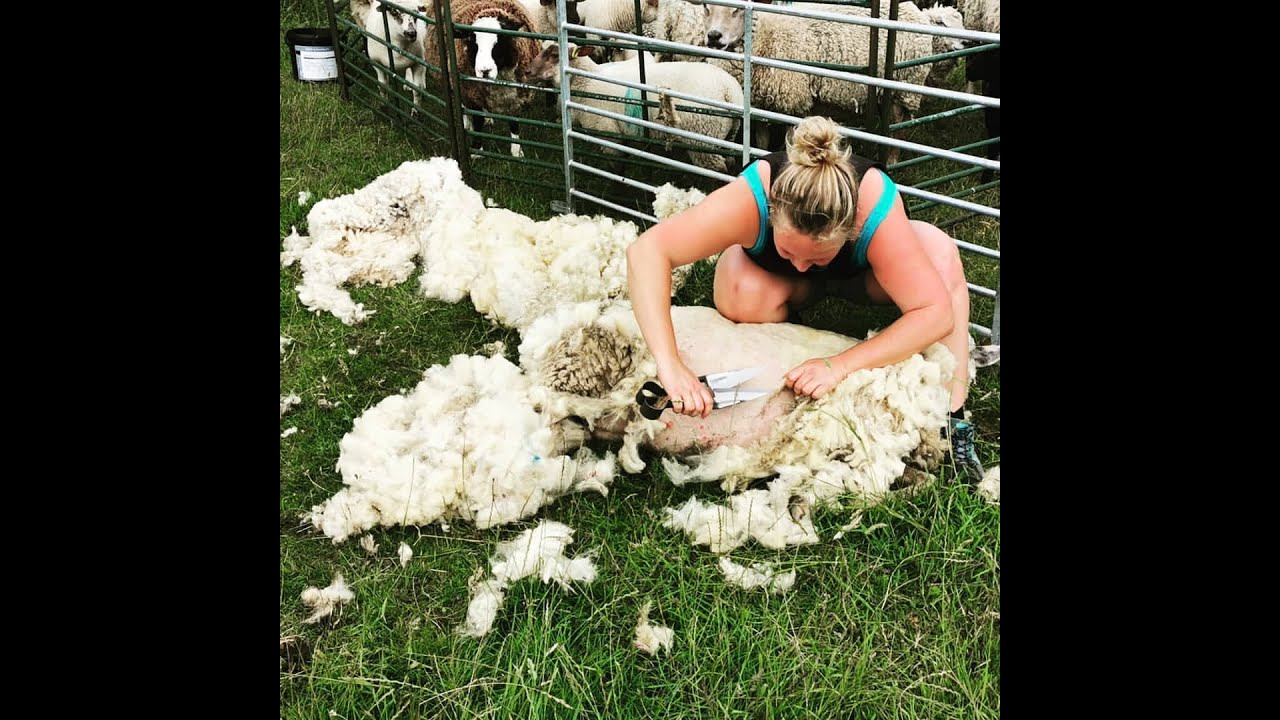 SHEEP SHEARİNG ! / FİRST - YouTube