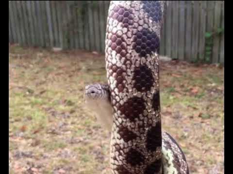 World record blond spotted python caught in Brisbane backyard. # ...