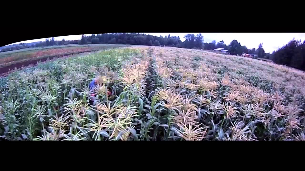 Aerial Fields: Rondriso Farms, Surrey, BC Canada - YouTube