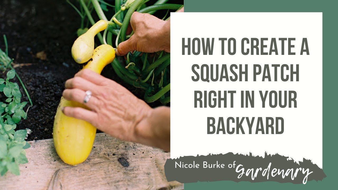 How to Create a Squash Patch Right in Your Backyard - YouTube