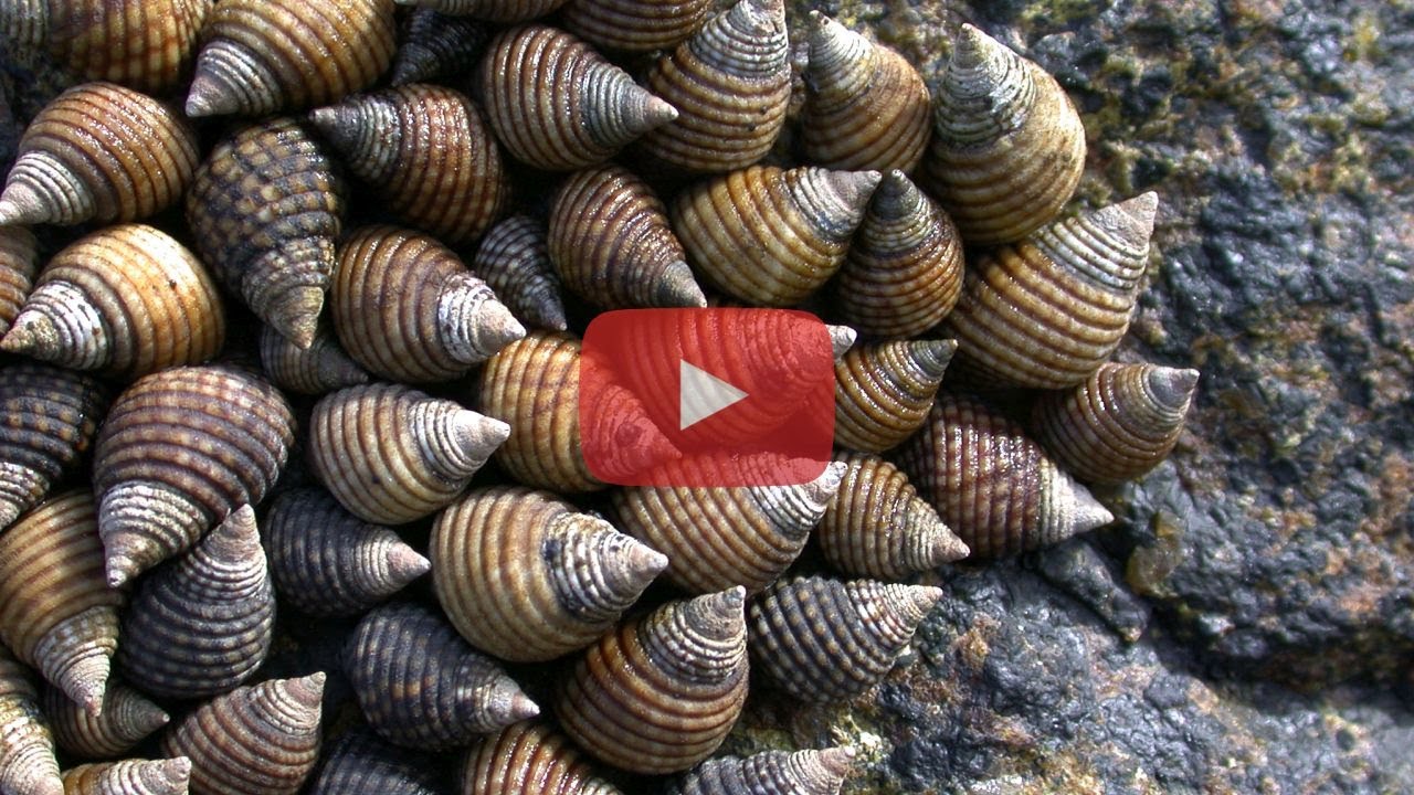 Planaxis sulcatus - Furrowed Clusterwink - YouTube