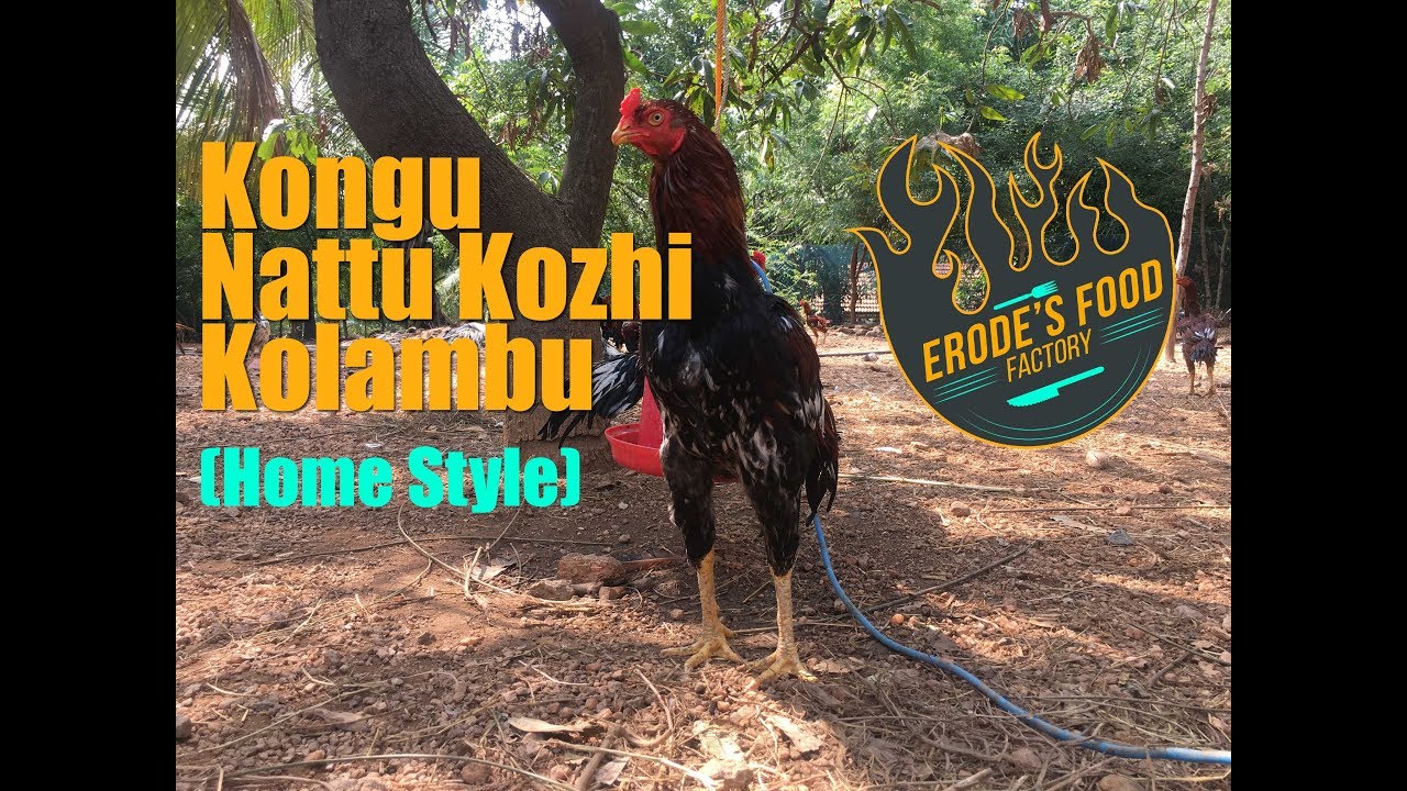 Rooster Chicken | Kongu Nattu Kozhi Kolambu (Home Style)by Erode's Food ...