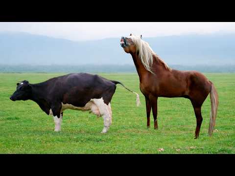 A crossbreed of horse and cow! Unbelievable!