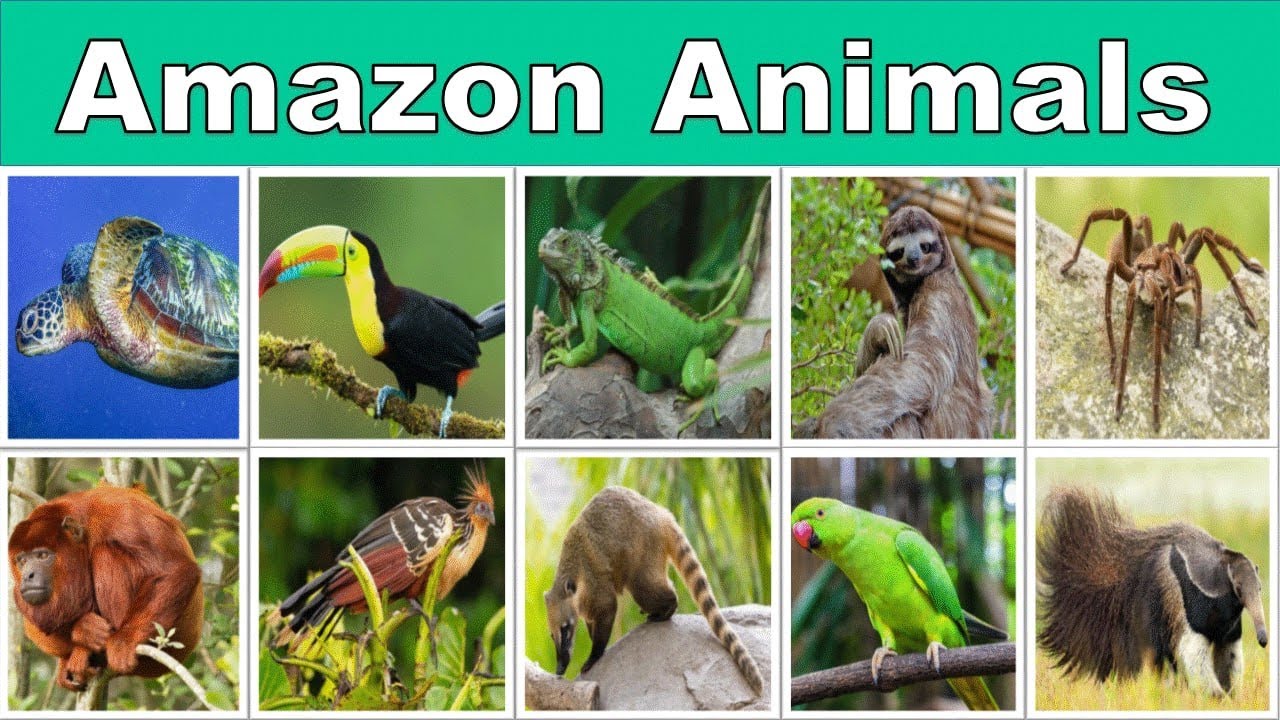 Amazon Animals for Kids | 100 Rainforest Wildlife Names in English ...