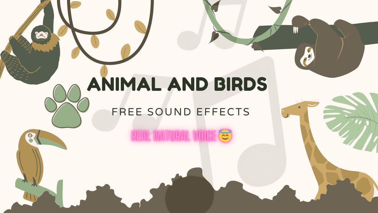 10 Wild Animals Sounds Surround Us: - NO Copyright - Free Sound Effects ...