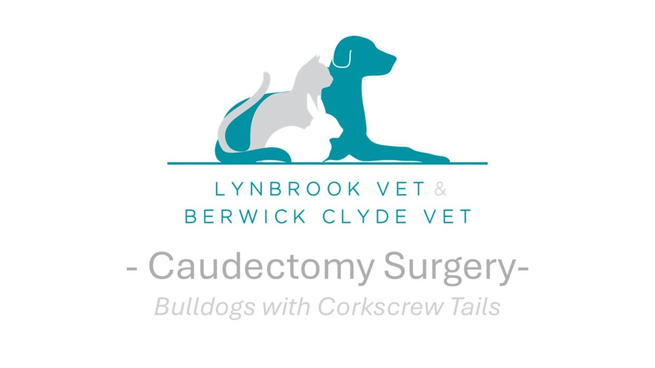 Caudectomy Surgery for Bulldogs with Corkscrew Tails - YouTube