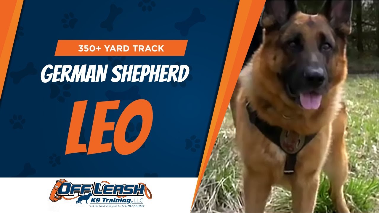 350+ Yard German Shepherd Track | Dog Tracking Virginia | Off Leash K9 ...