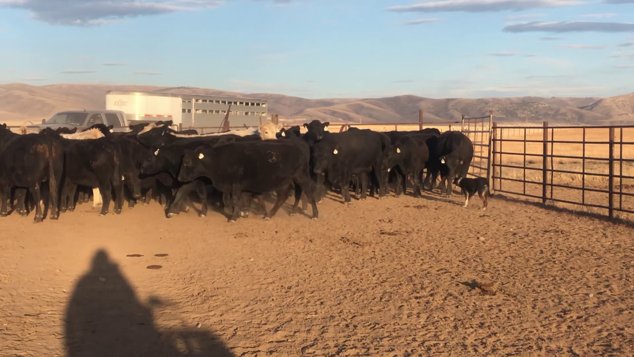 Roy moving corral pens - YouTube