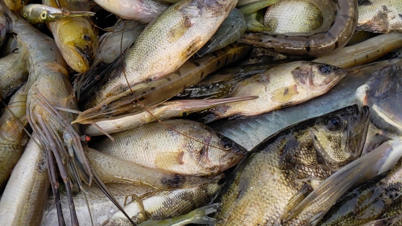 রয়না মাছ বাইম মাছ সহ পদ্মার বিভিন্ন রকম ঝাঁটার মাছ পানির দামে বিক্রি ...