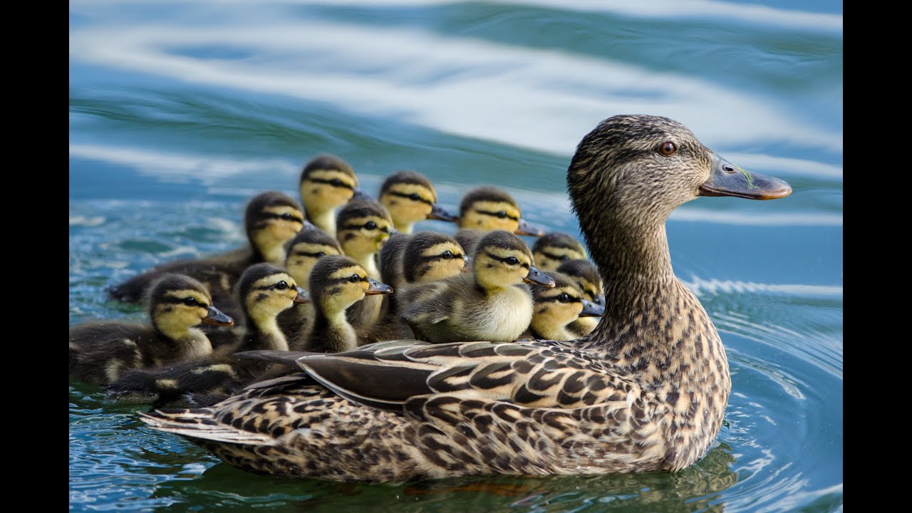 Mother duck with ducklings swim on the lake - YouTube