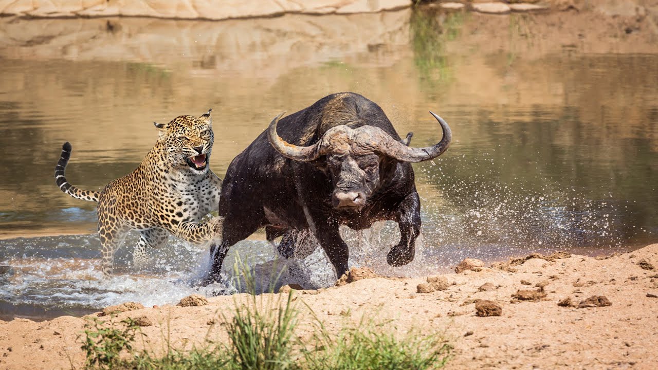 How Does Leopard Defeat The Buffalo YouTube how-does-leopard-defeat-the-buffalo-youtube