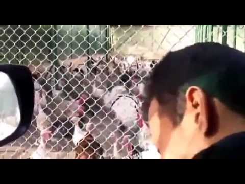 Man Gobbles at Turkeys...Turkeys Gobble Back - YouTube