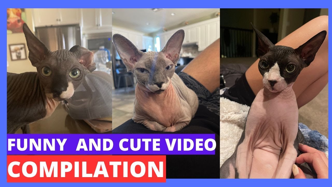 Cute and Funny Hairless Cat Video Compilation 🐈😍 - YouTube