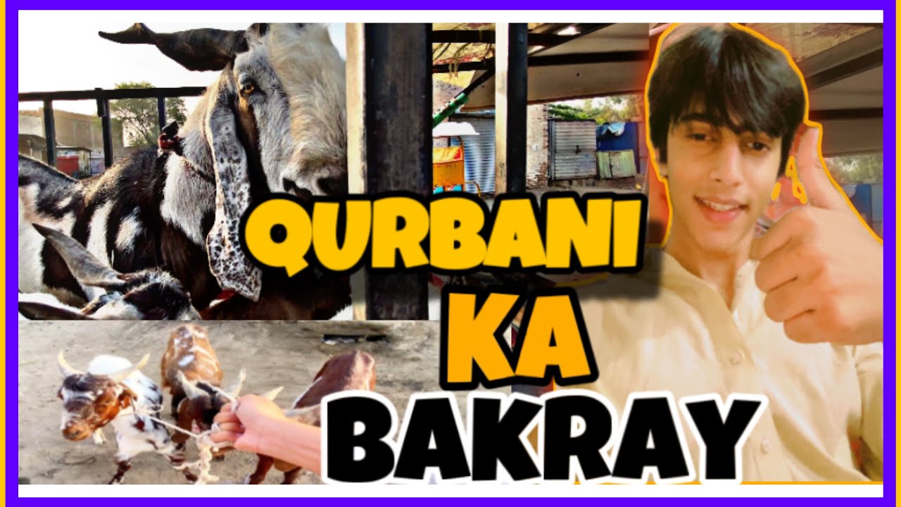 Qurbani ka lia bakrey lelia sasty lia ya mehngy😍 | Khubsurat Pahari Bakrey ...