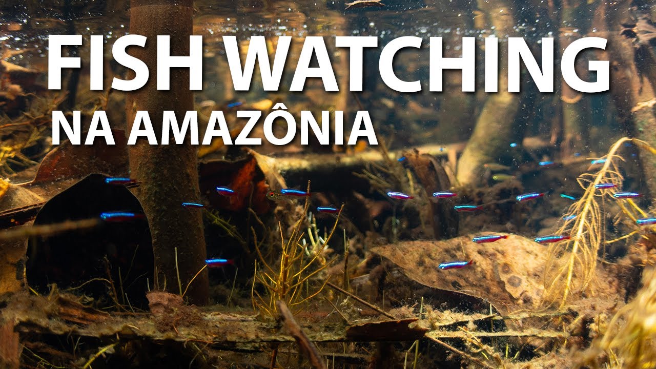 Já ouviu falar em Fish Watching??? Pode ser a experiência mais legal da ...